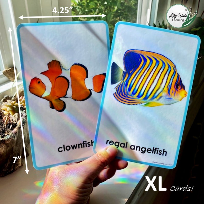 Flashcards, Printable Flashcards, Montessori Flashcard, Ocean Flashcard ...