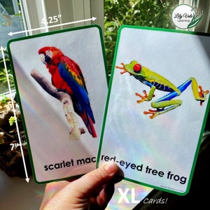 Flashcards, Printable Flashcard, Jungle Animal Card, Montessori ...
