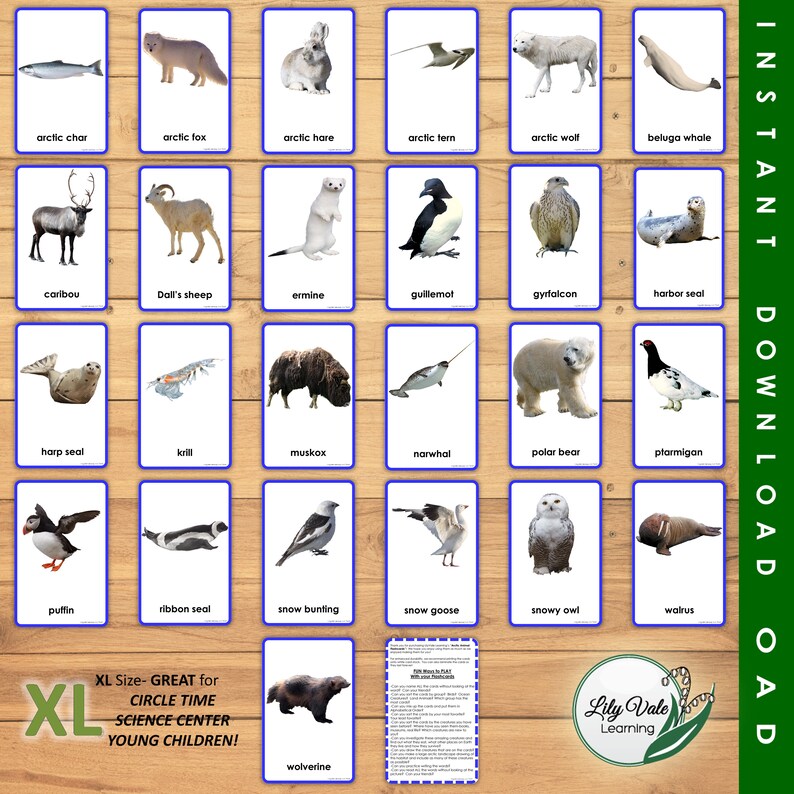 Polar Animals, Printable Flashcards, Arctic Animals, Montessori ...