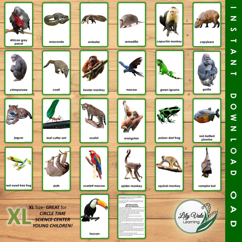 Flashcards, Printable Flashcard, Jungle Animal Card, Montessori ...