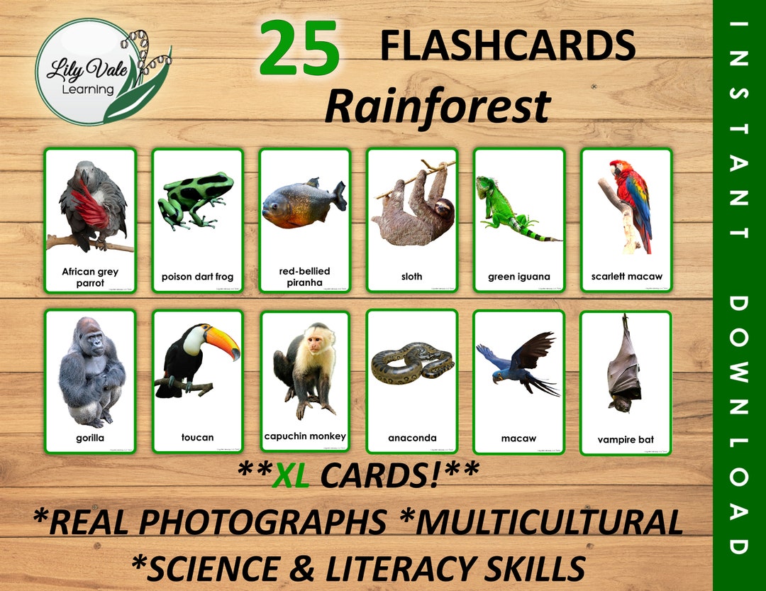 Flashcards, Printable Flashcard, Jungle Animal Card, Montessori ...