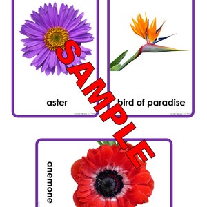 Printable Flashcard, Montessori Material, Montessori Printable Card ...