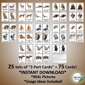 WOODLAND ANIMAL CARDS, Forest Animal Cards, Montessori Flashcards ...