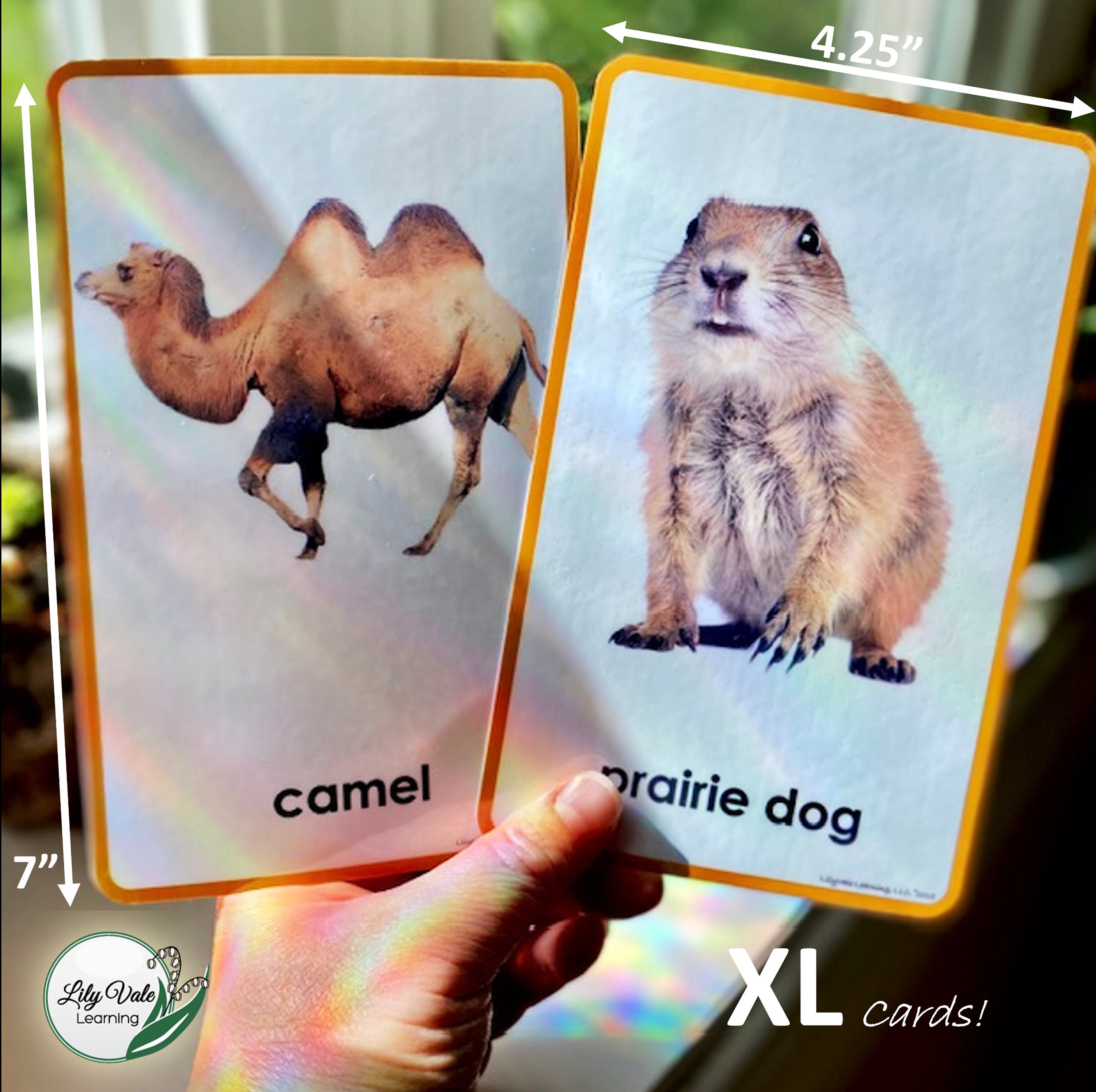 Flashcards, Printable Flashcard, Animal Learning Card, Desert Animal ...