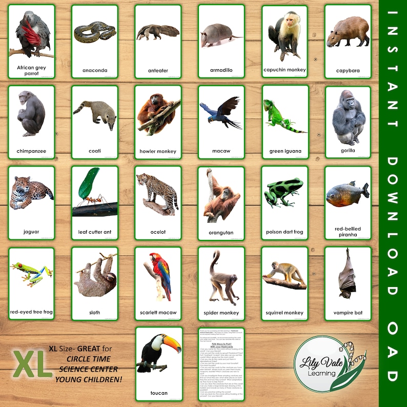 Flashcards, Printable Flashcard, Jungle Animal Card, Montessori ...