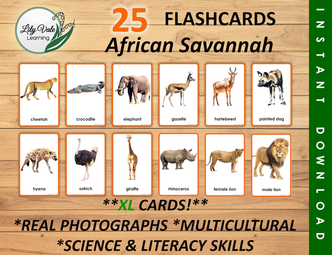 Flashcards, Printable Flashcards, African Animal Printable, Animal ...