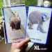 Polar Animals, Printable Flashcards, Arctic Animals, Montessori ...