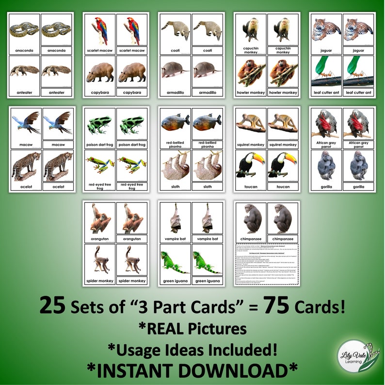 Printable Flashcards, JUNGLE Animal Cards, Montessori Flashcards ...