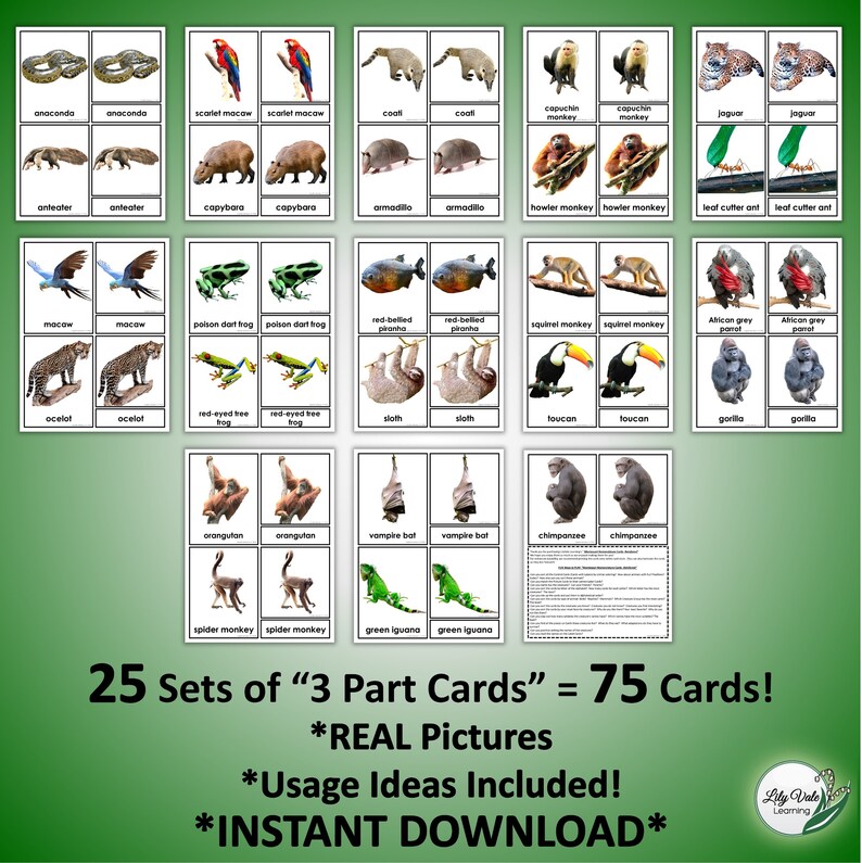 Printable Flashcards, JUNGLE Animal Cards, Montessori Flashcards ...