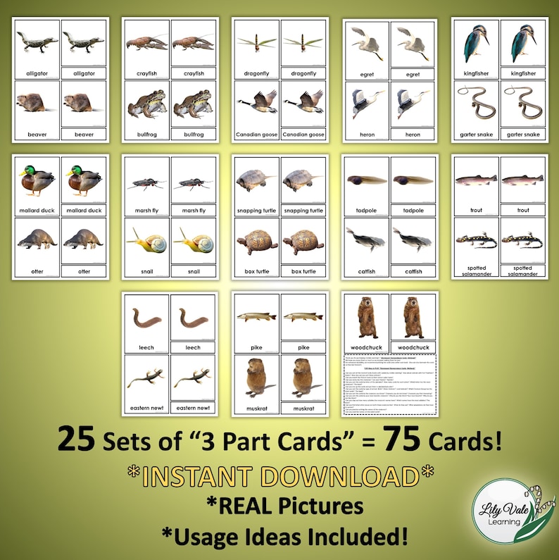 Printable Flashcards, Montessori Flashcards, POND ANIMALS, Nomenclature ...