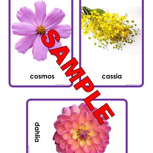 Printable Flashcard, Montessori Material, Montessori Printable Card ...