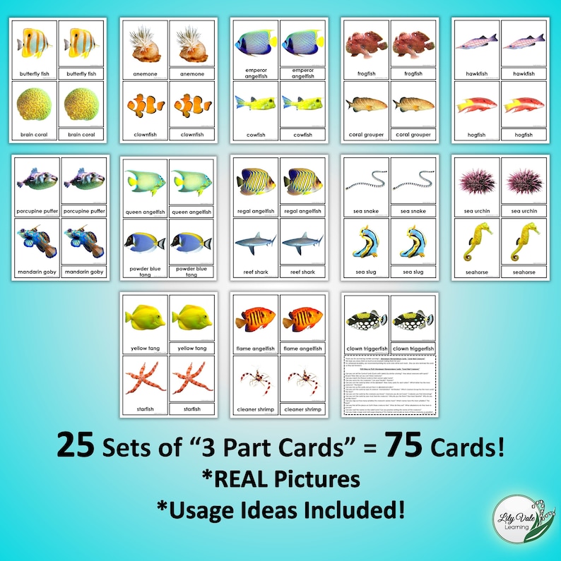 Printable Flashcards, Montessori Flashcards, Nomenclature Cards ...