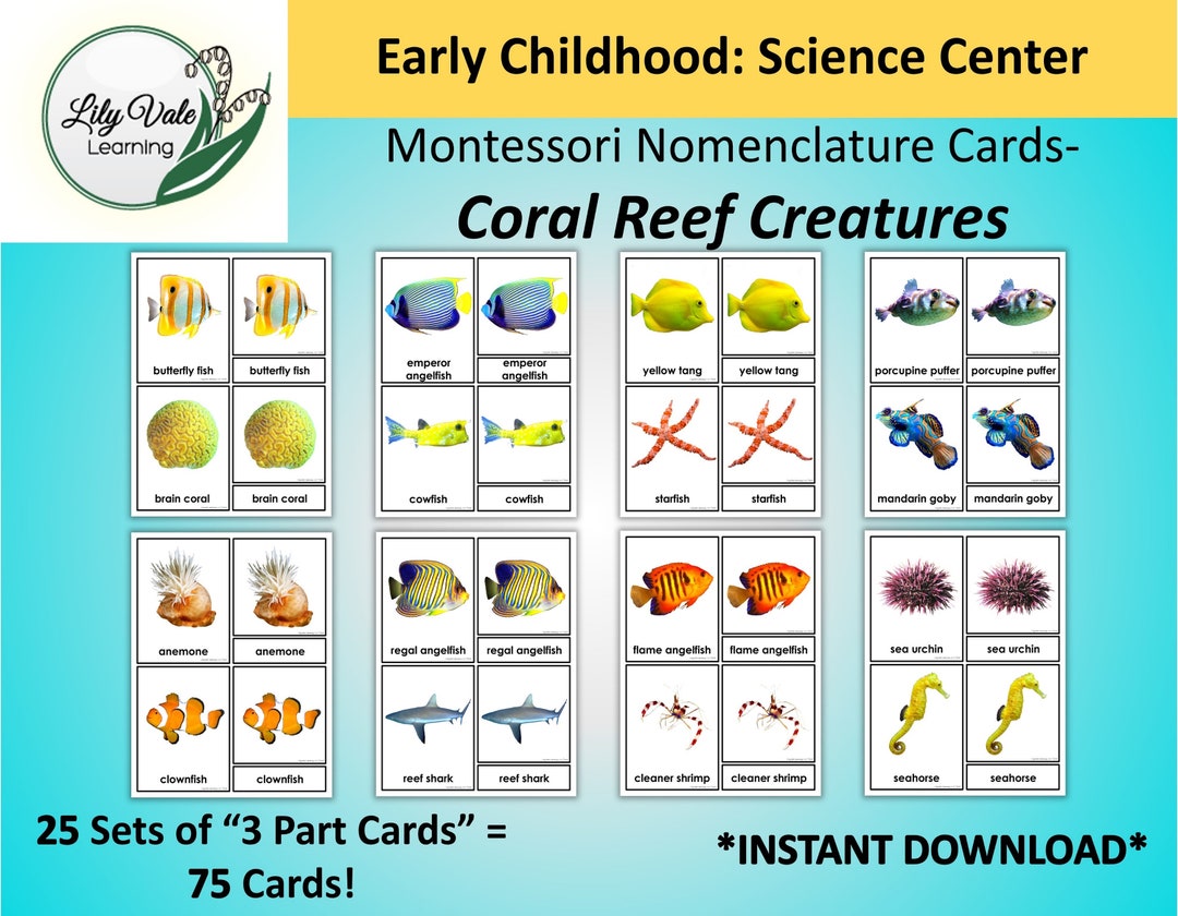 Printable Flashcards, Montessori Flashcards, Nomenclature Cards ...