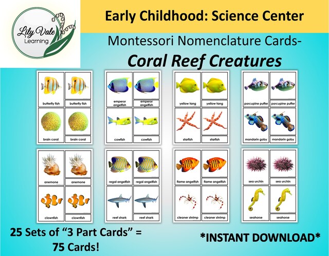 LilyValeLearning - Etsy