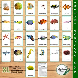 Flashcards, Printable Flashcards, Montessori Flashcard, Ocean Flashcard ...