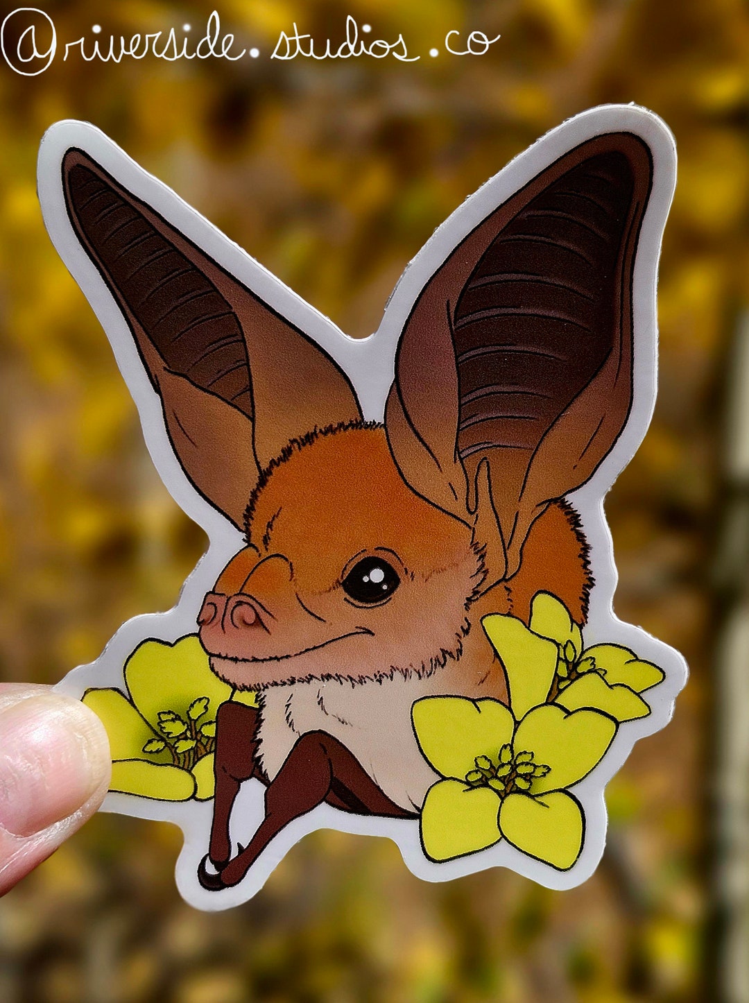 Pallid Bat Vinyl Sticker 3" Original Art Colorado Buttercup Flower - Etsy