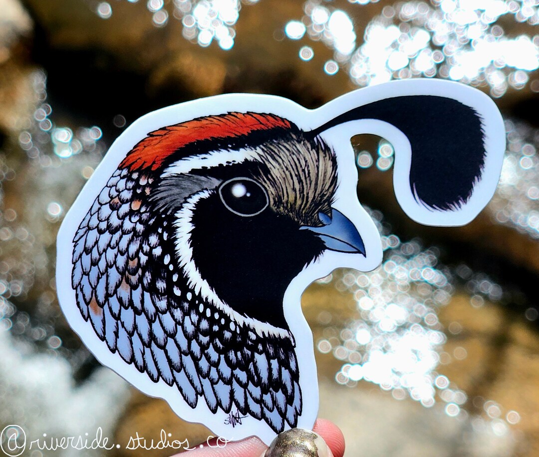 California Quail Vinyl Sticker 3" - Original Fantasy Wildlife Wild Bird ...