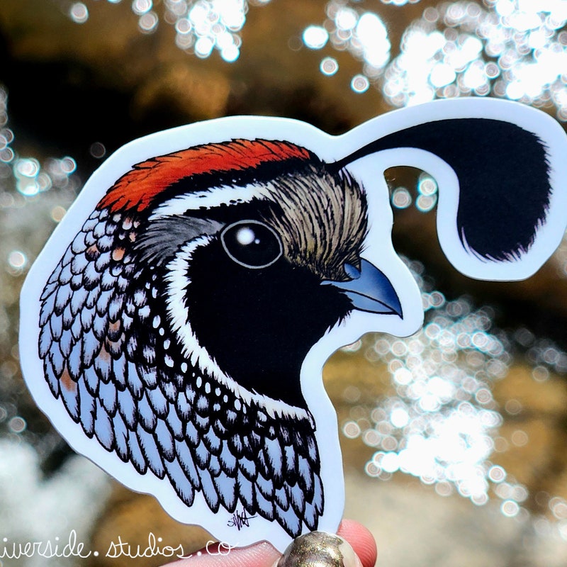 Quail Stickers - Etsy