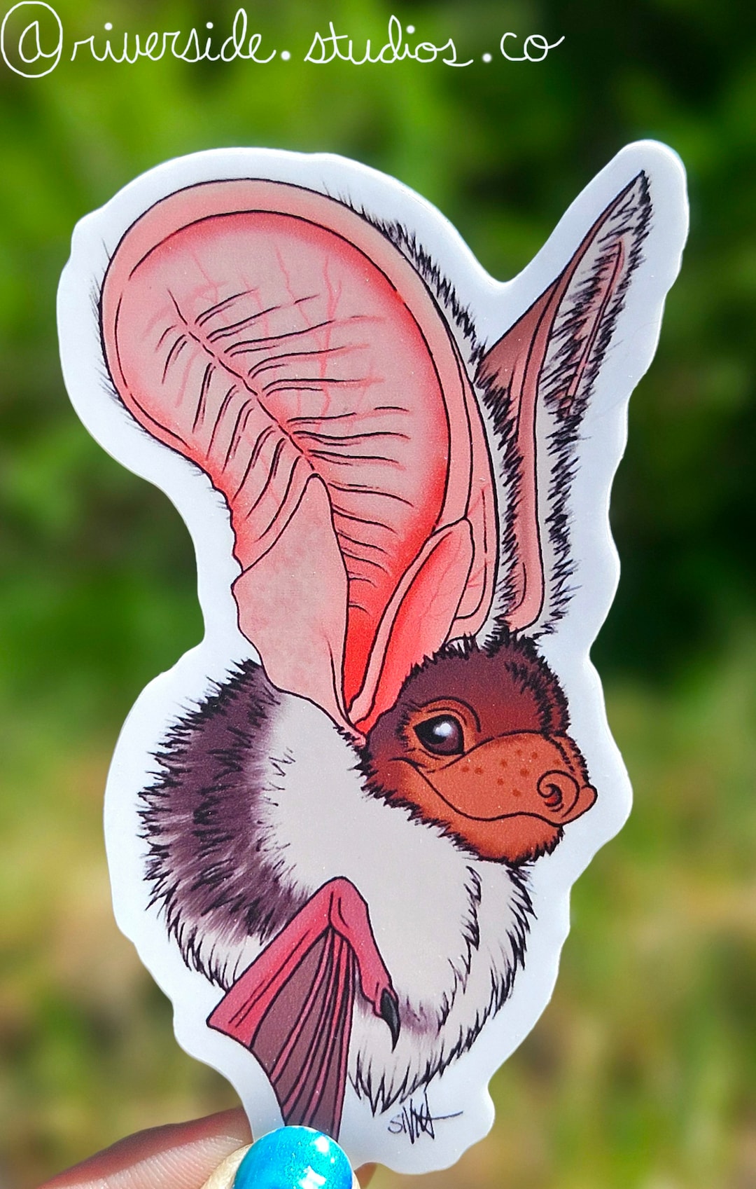 Spotted Bat Vinyl Sticker 3" Original Art Colorado - Etsy
