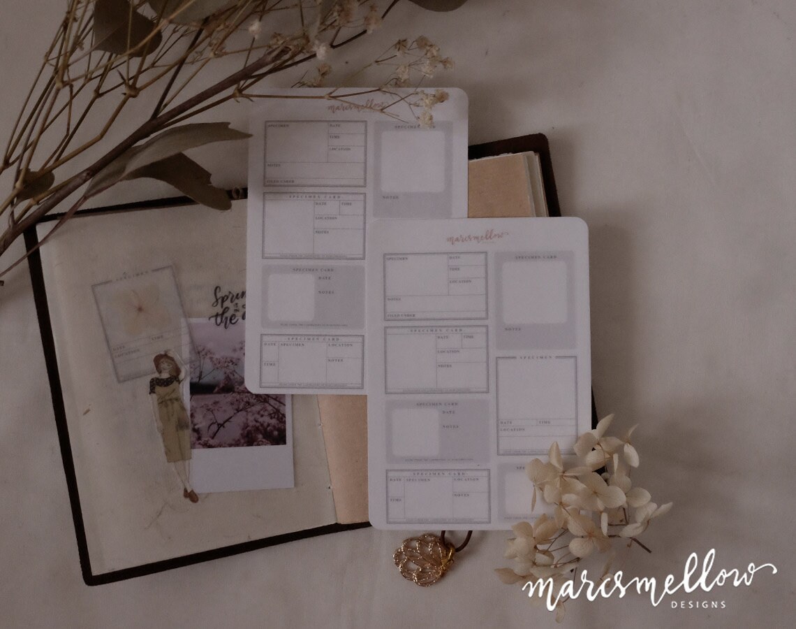 Mini Specimen Label Frames Sticker in Transparent and White | Etsy