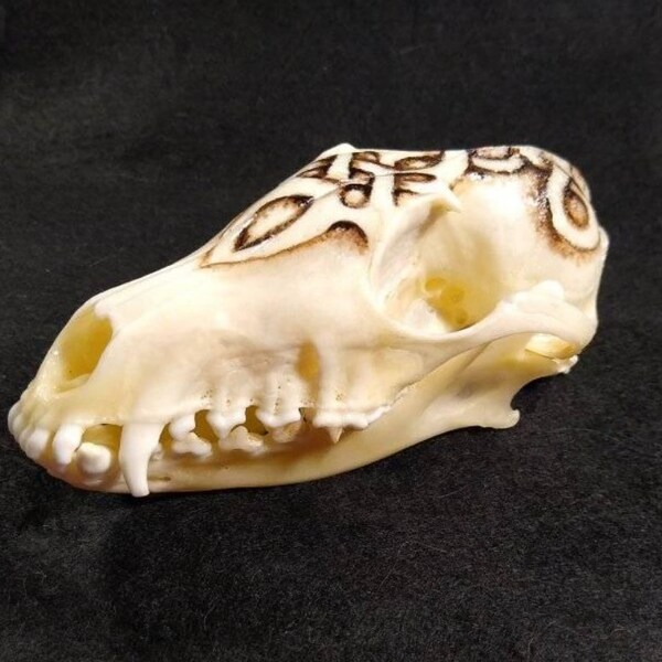 Fox Bone - Etsy