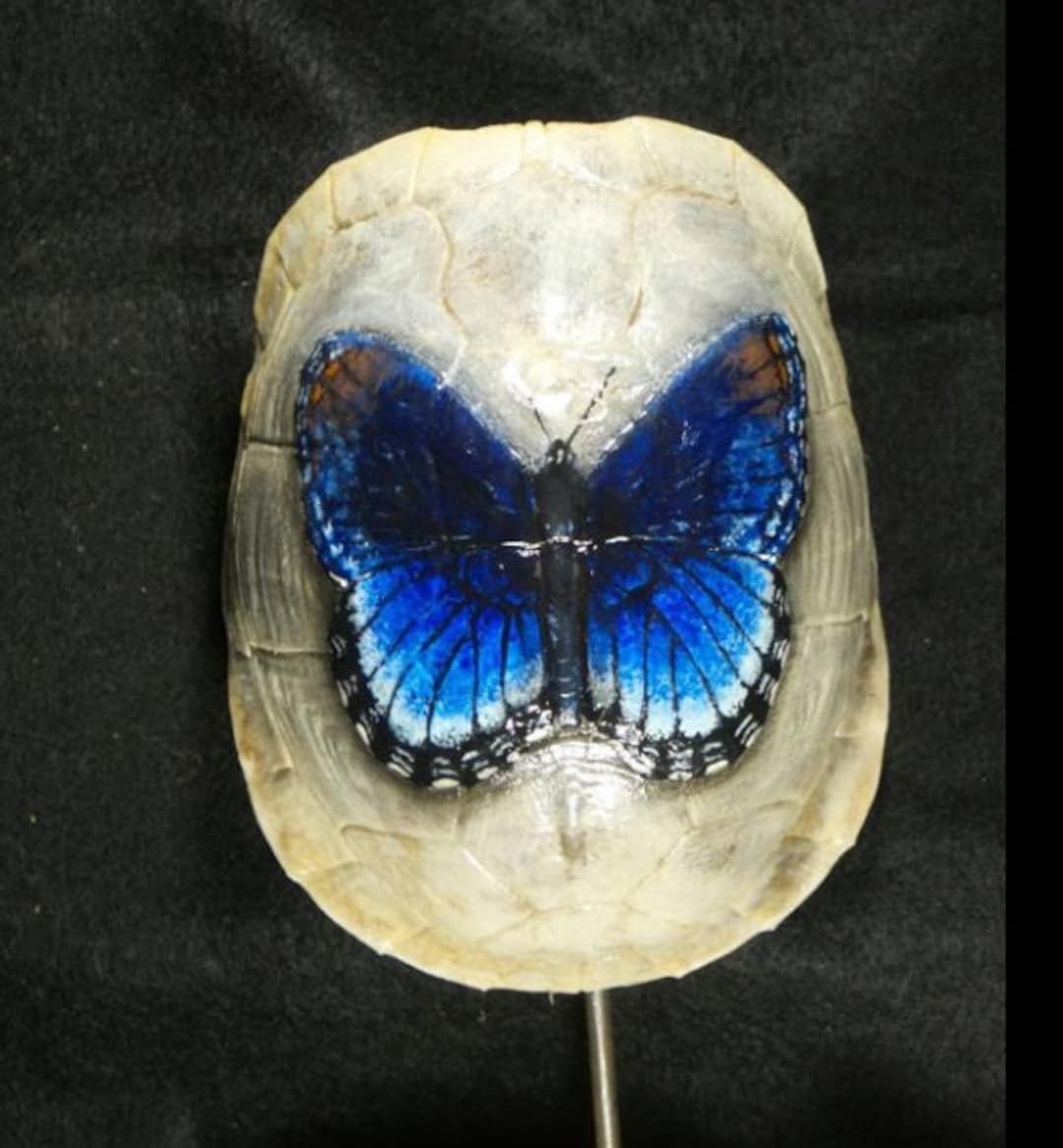 Hand Painted Turtle Shell - Painted Shell, Small Painted Turtle Shell ...