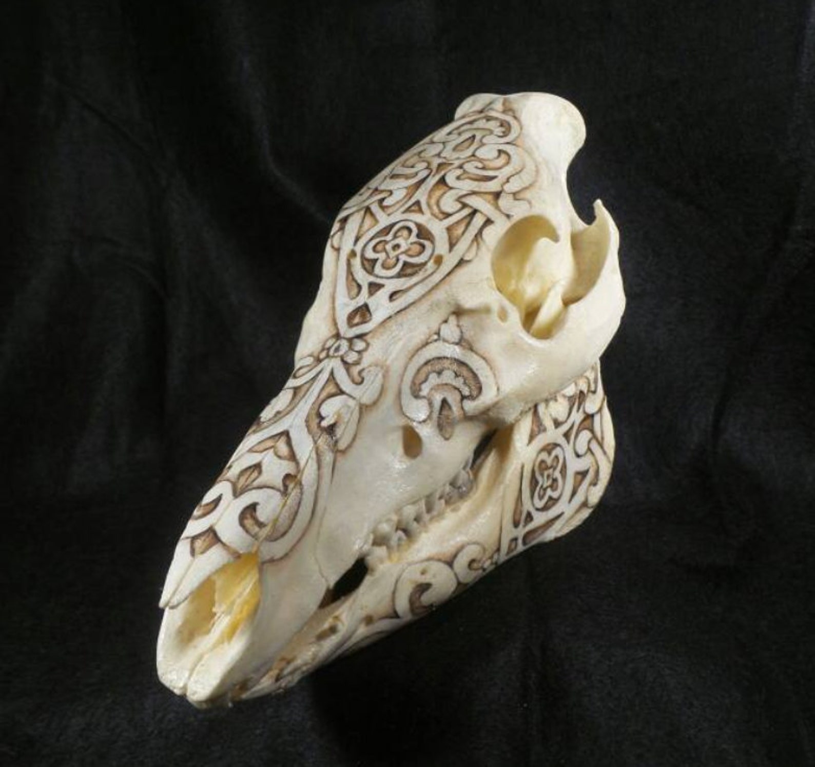 Painted Skull Decorative Boar Skull Reall Taxidermy Pig - Etsy