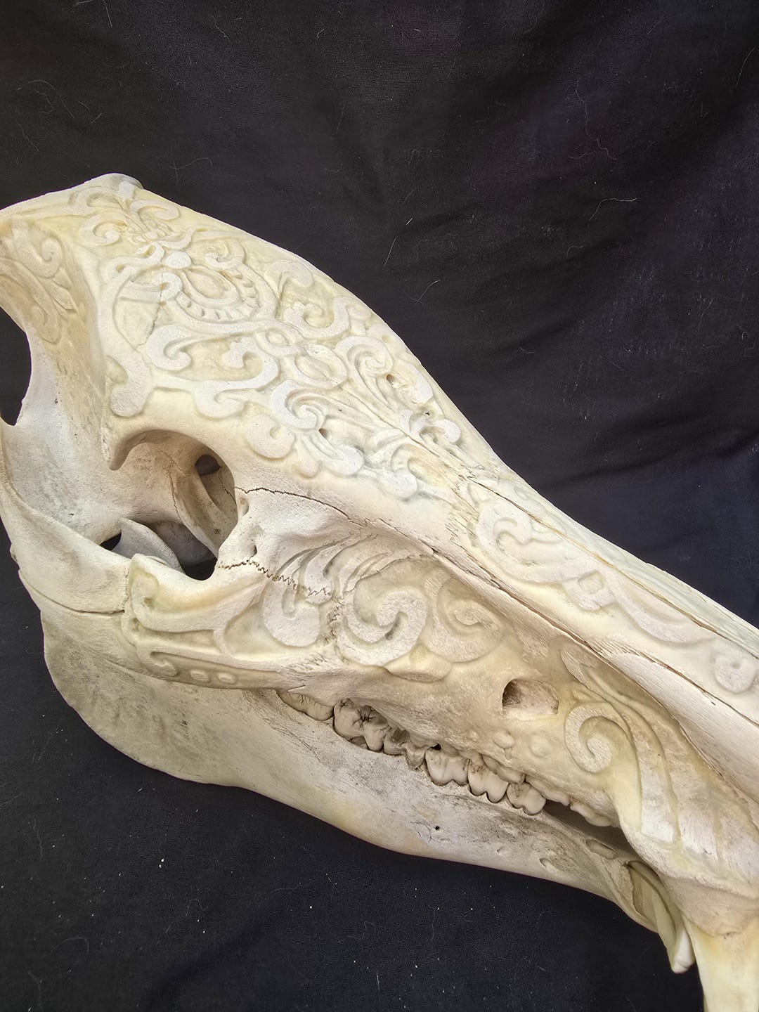 Carved Pig Skull - Carved Skull - Scroll Worked Skull - Decorative Boar ...