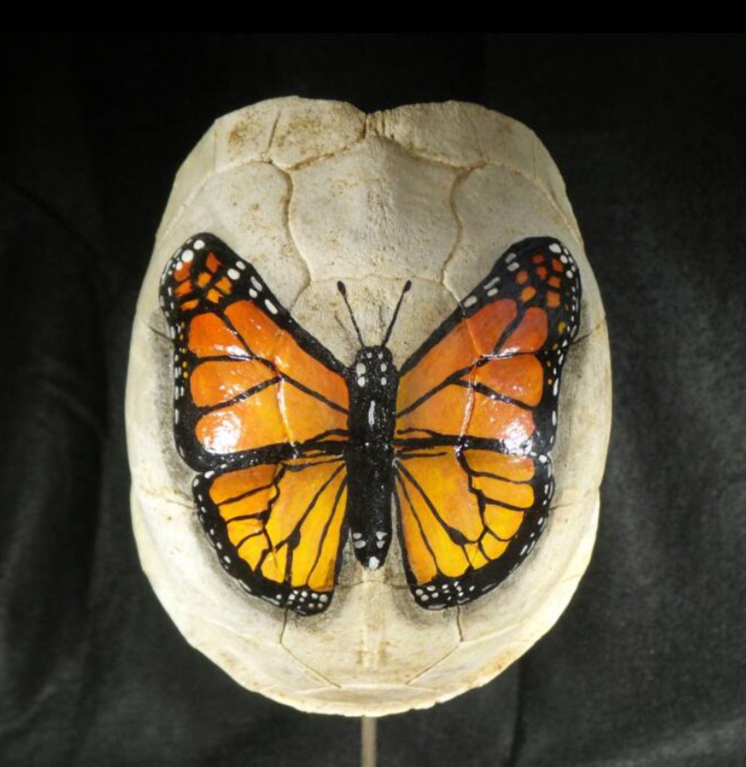 Hand Painted Turtle Shell Painted Shell, Small Painted Turtle Shell ...