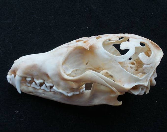 Carved Red Fox Red Fox Skull Carved Skull Natural Bone Art Bone Art ...