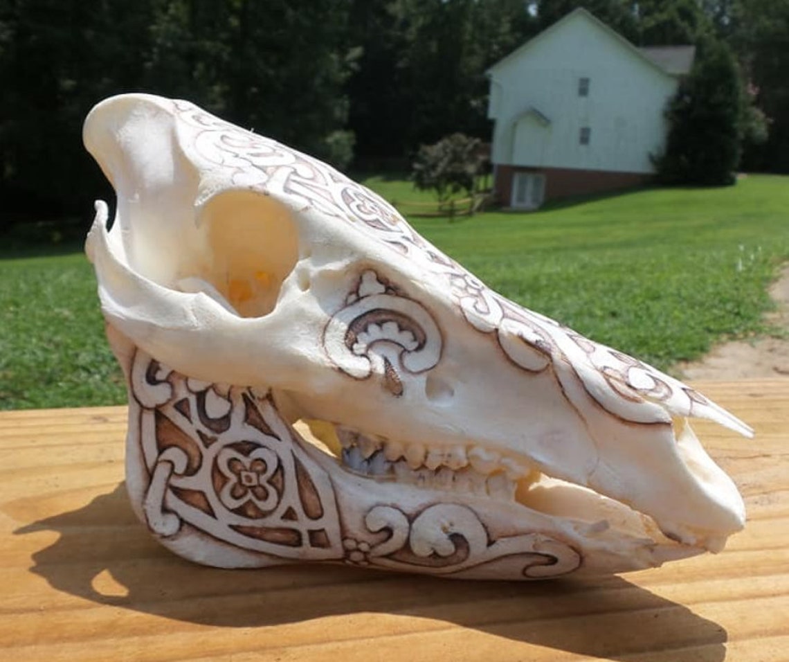 Painted Skull Decorative Boar Skull Reall Taxidermy Pig - Etsy