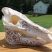 Painted Skull Decorative Boar Skull Reall Taxidermy Pig Skull Juvenile ...