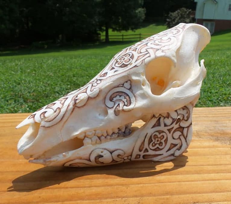 Painted Skull Decorative Boar Skull Reall Taxidermy Pig | Etsy