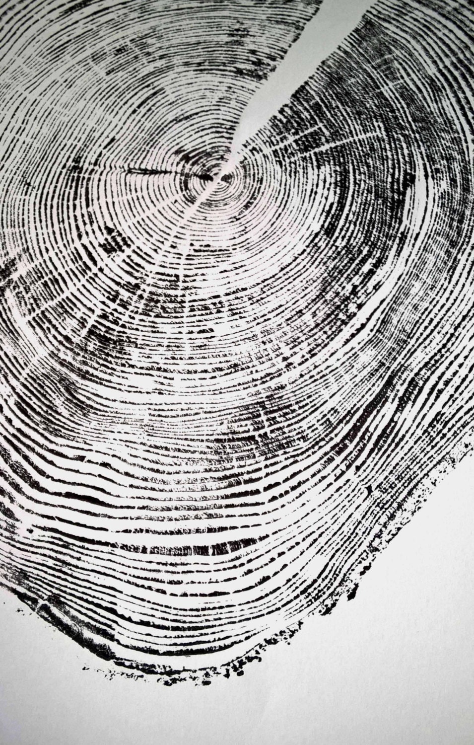 Original Hand Pressed Print, 80 Years Old Spruce - Etsy