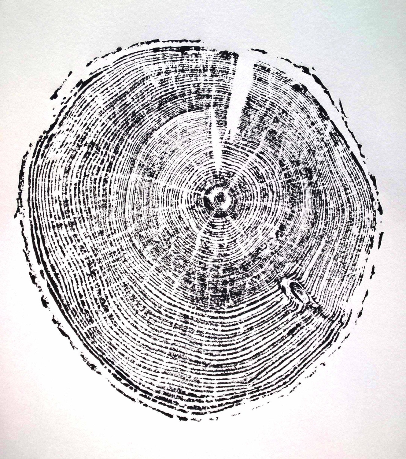 Original Tree Print of 75 Years Old Spruce, Rustic Print, Rustic ...