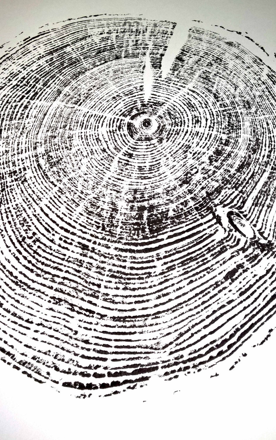 Original Tree Print of 75 Years Old Spruce, Rustic Print, Rustic ...