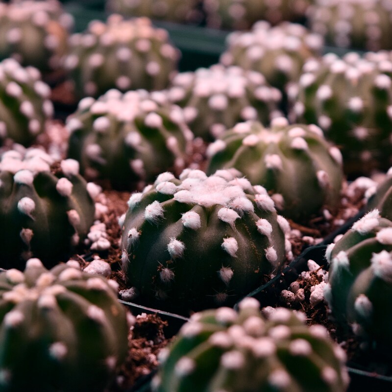 Domino Cactus - Etsy