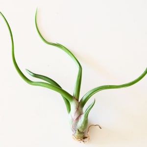 Tillandsia Bulbosa | Alien Air Plant - Etsy