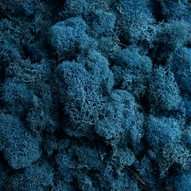 Preserved Moss - Etsy