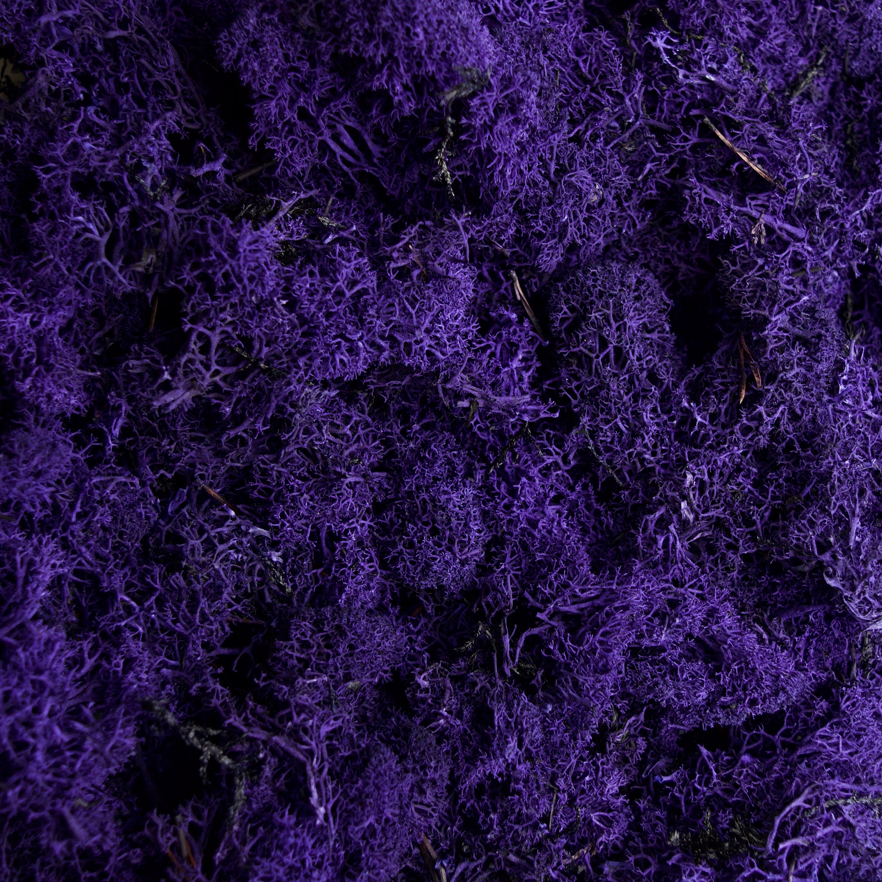 Preserved Reindeer Moss Royal Purple - Etsy