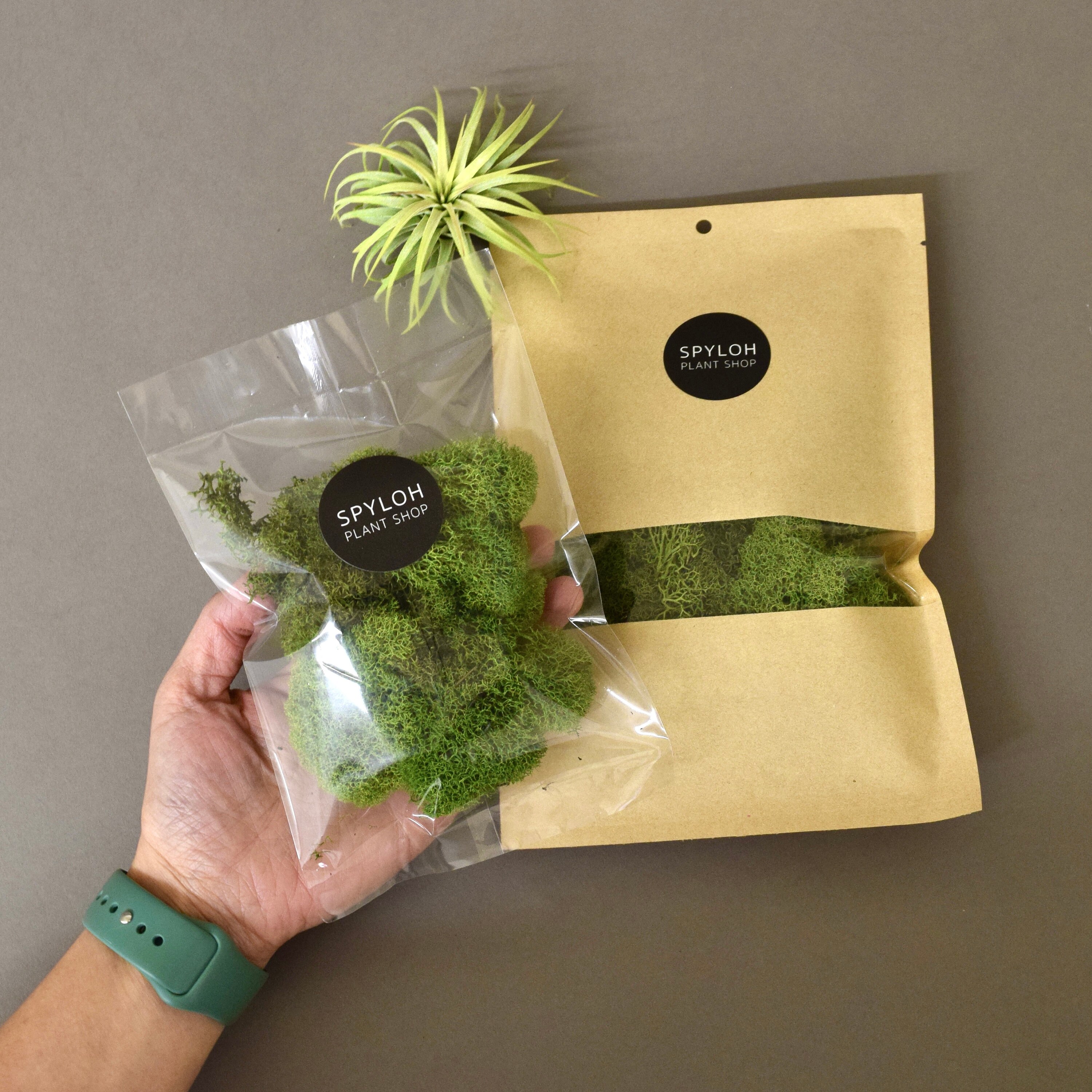 Preserved Reindeer Moss Chestnut - Etsy