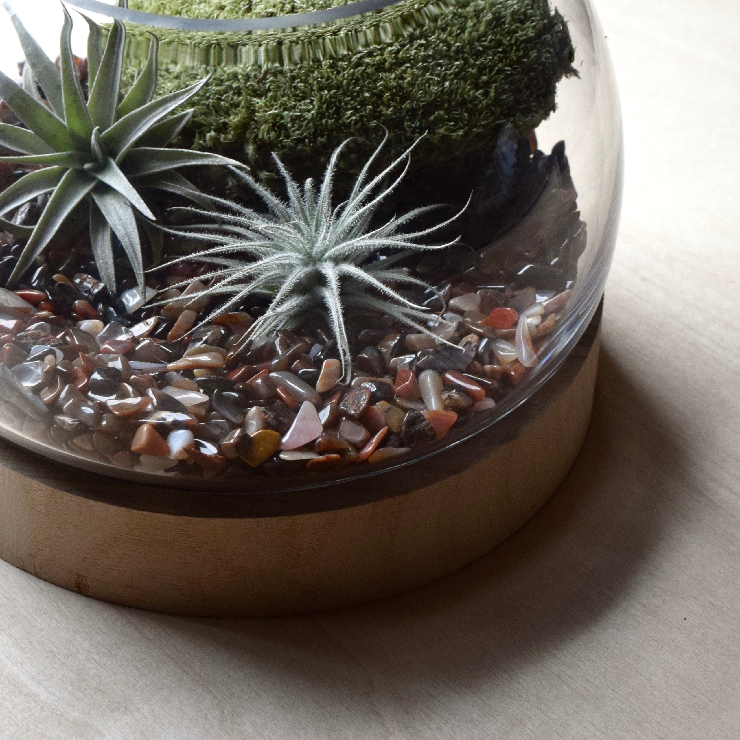 Terrarium Wood Base - Etsy