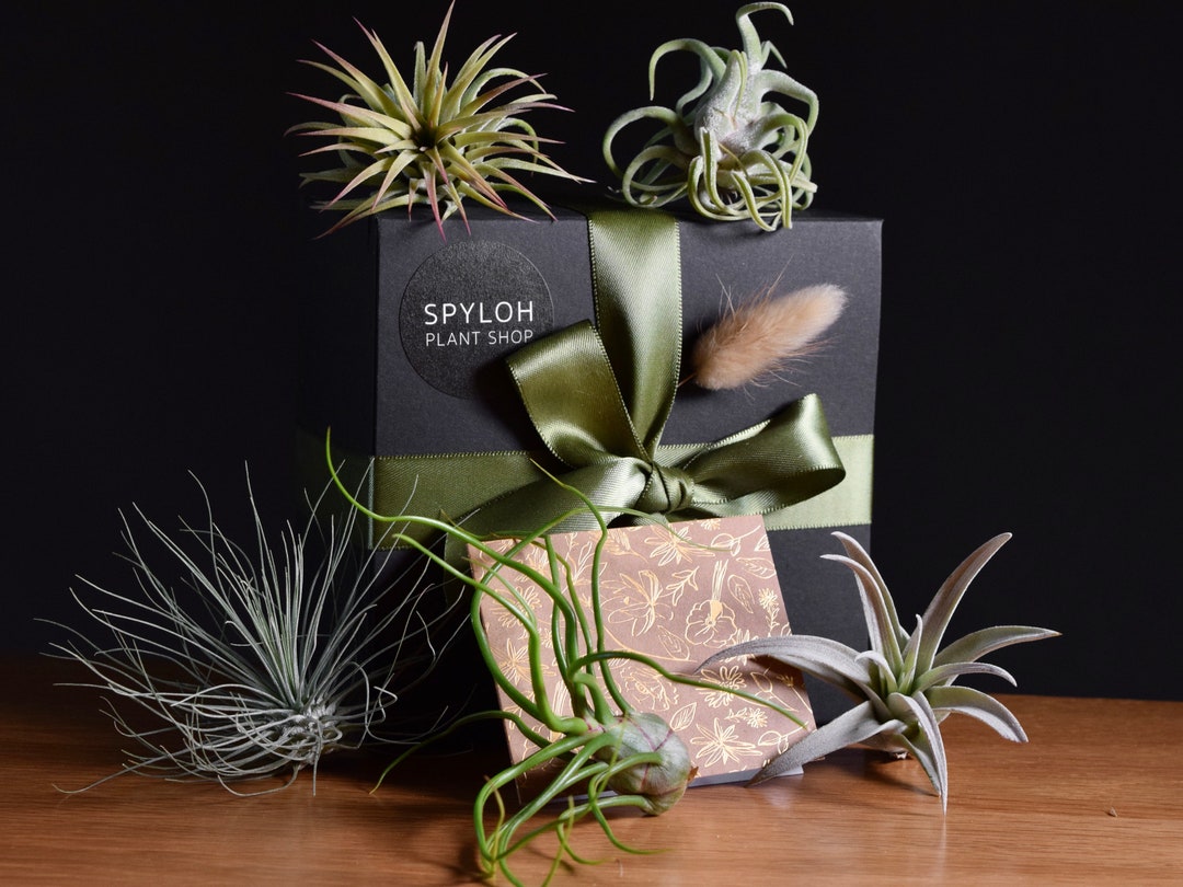 Air Plant Gift Box - Etsy