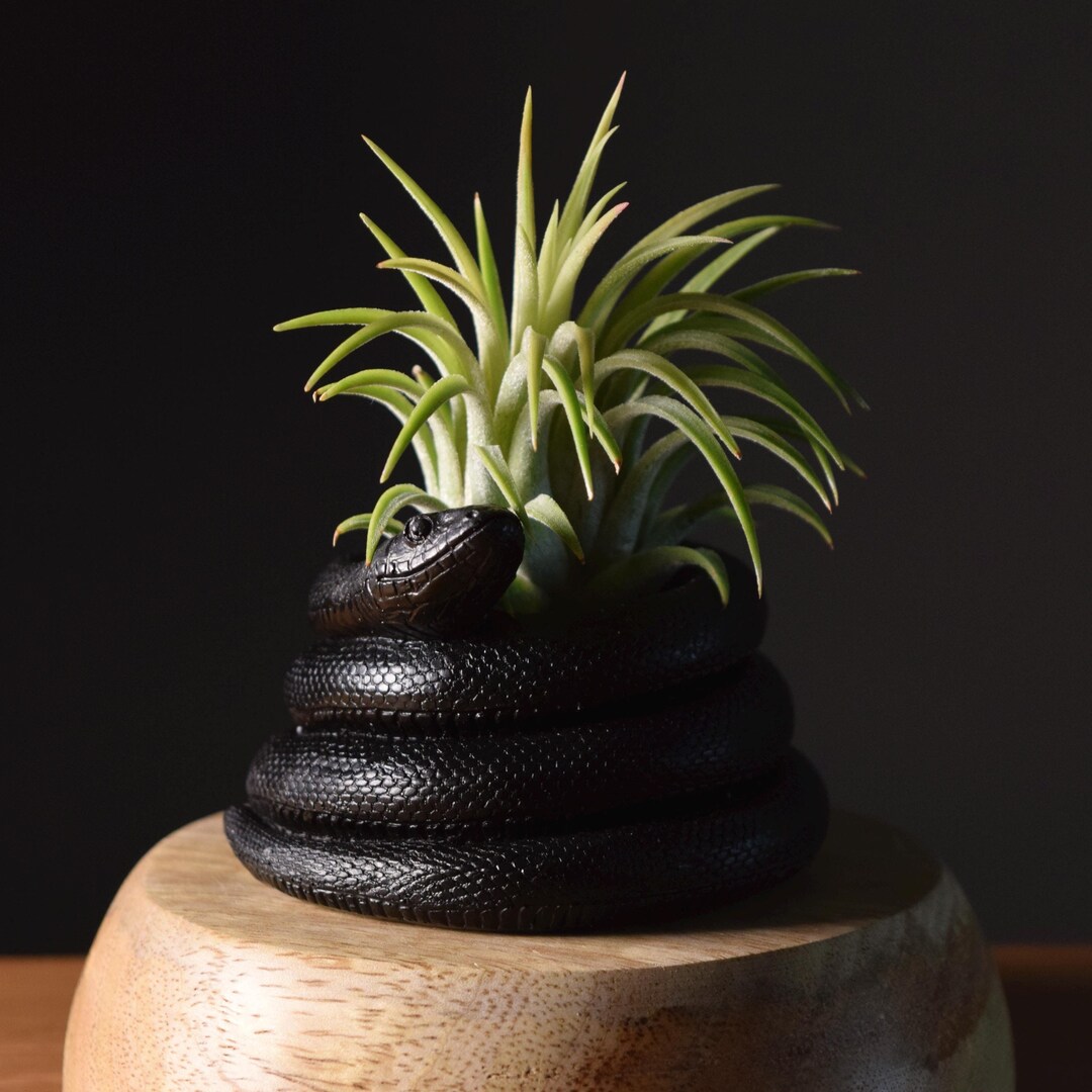 Snake Display With Air Plant - Etsy