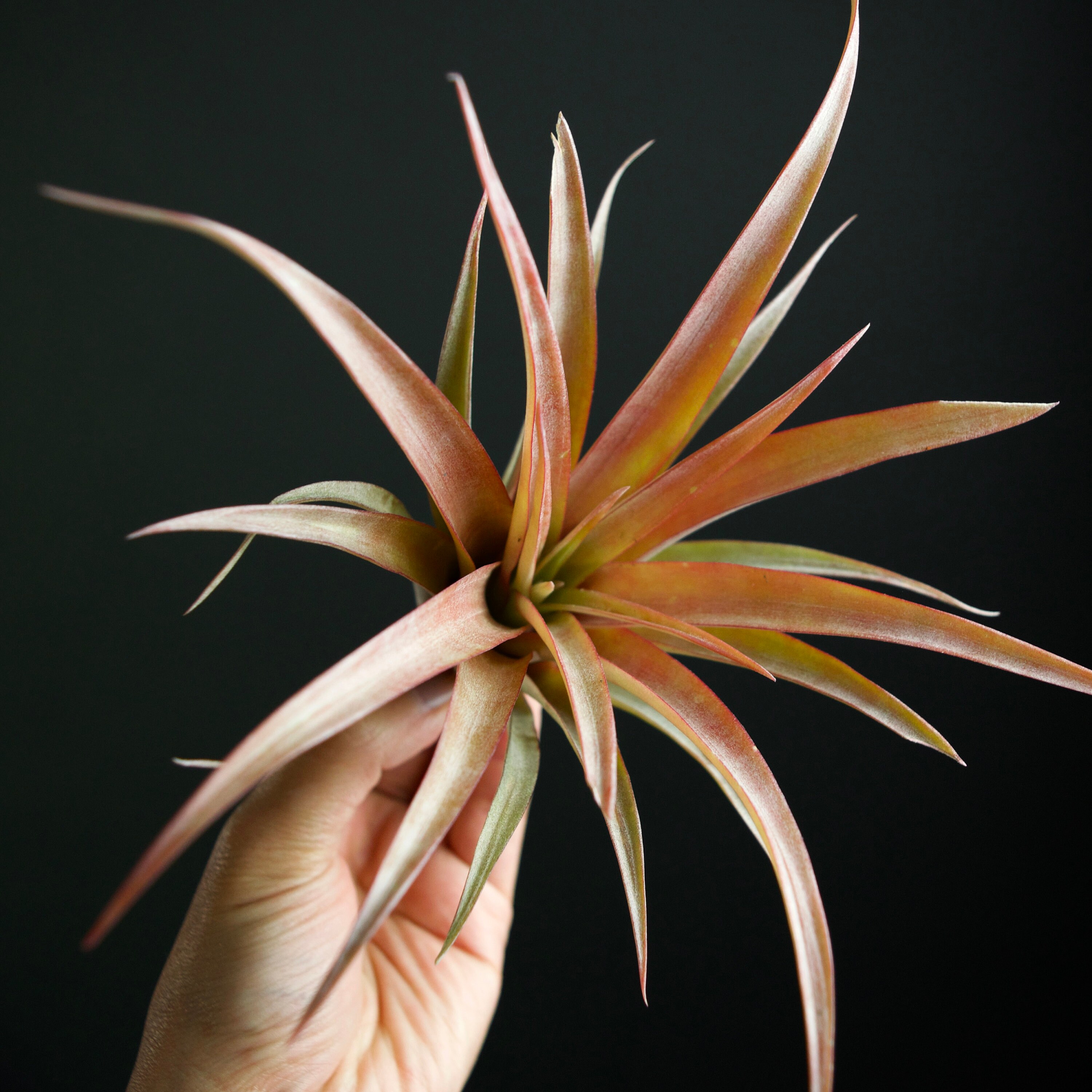 Tillandsia Capitata Red (coral Blooms) | Large Red Air Plant - Etsy