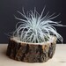 Tillandsia Tectorum Ecuador Fuzzy Snowball - Etsy
