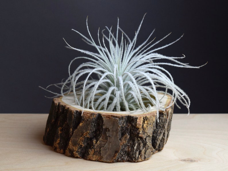 Tillandsia Tectorum Ecuador Fuzzy Snowball - Etsy