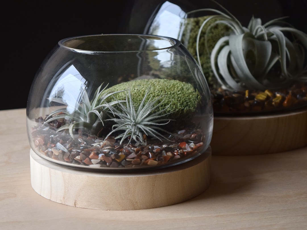 Terrarium + Wood Base - Etsy