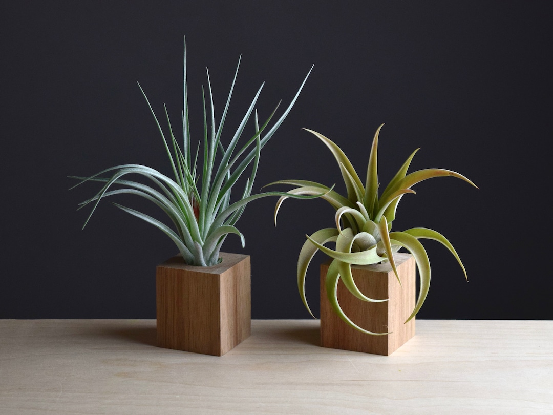 Wood Display - Etsy