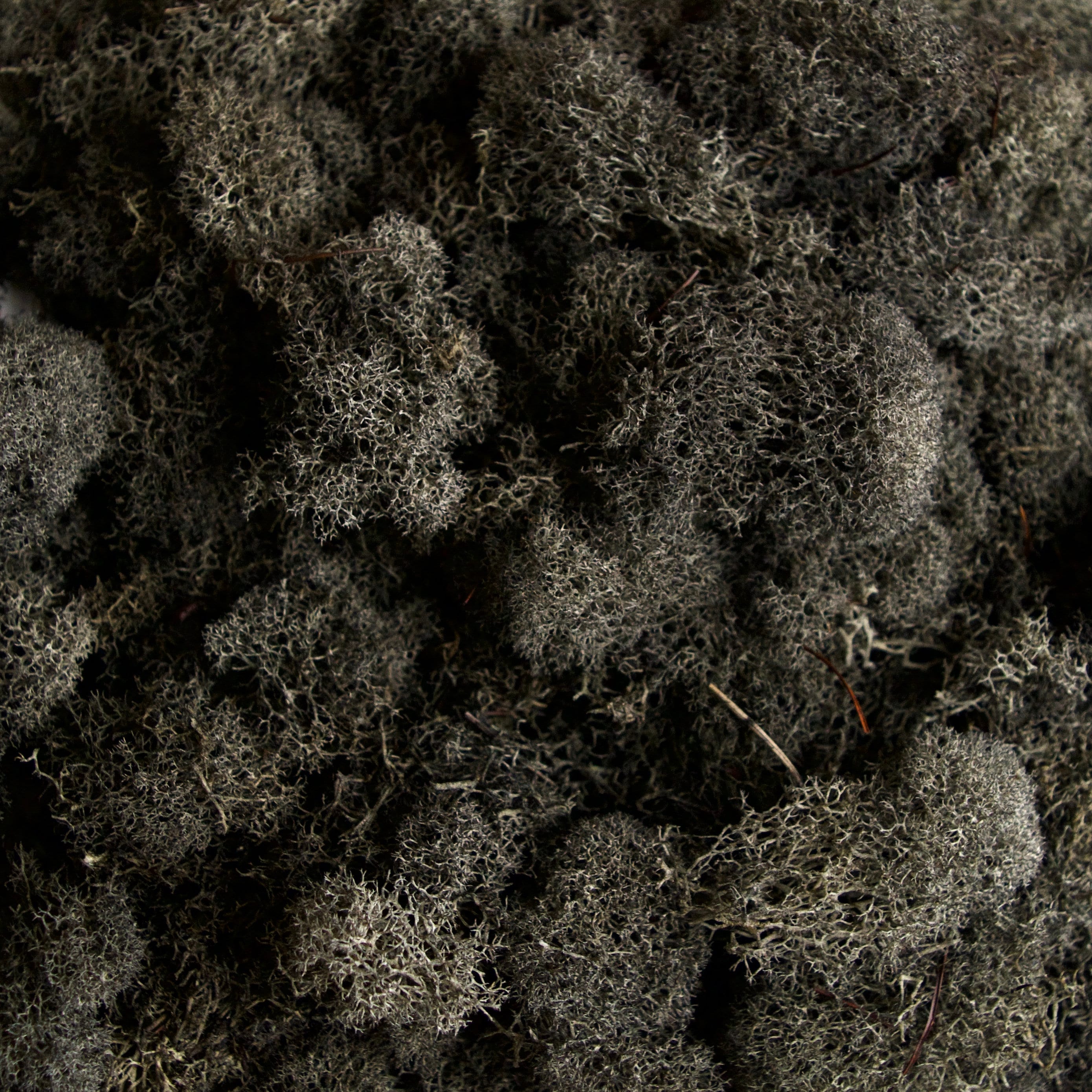 Preserved Reindeer Moss Ash Grey - Etsy